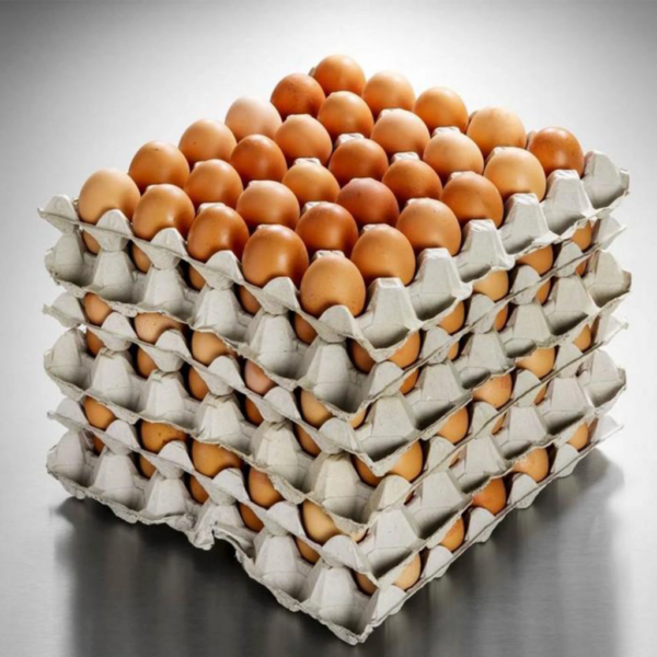 Fresh table eggs – GBK APS